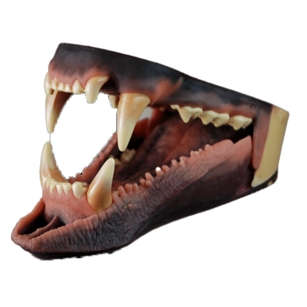 bear jaw