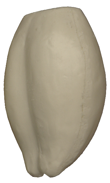 Non-Matrix : KH/H-B1 | Ohio Taxidermy Supply Inc.