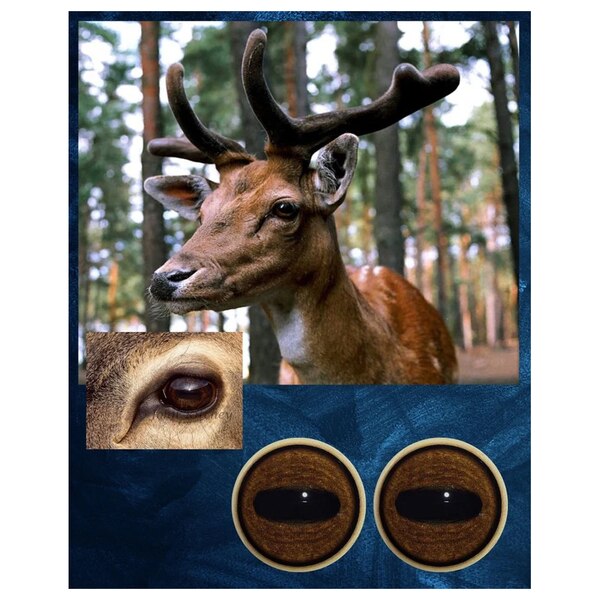 Whitetail Deer Basileia Eyes