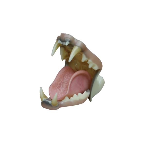 European Lynx Jaw with Throat | Ohio Taxidermy Supply Inc.