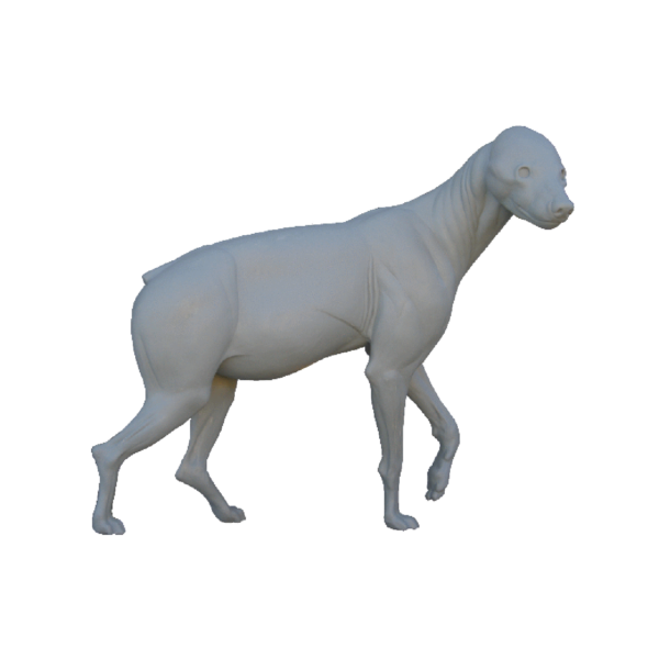 Hyena Standing Lifesize | Ohio Taxidermy Supply Inc.