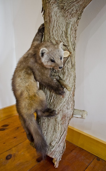 pine marten size