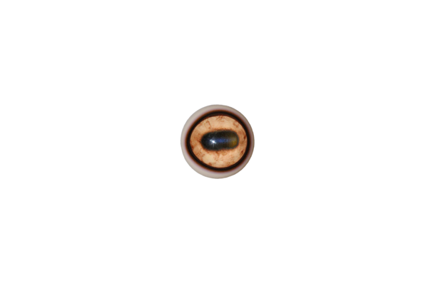 Sheep Live Eye | Ohio Taxidermy Supply, Inc.