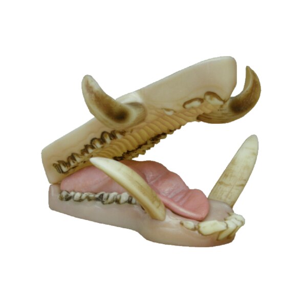 Wild Boar Jawset | Ohio Taxidermy Supply Inc.