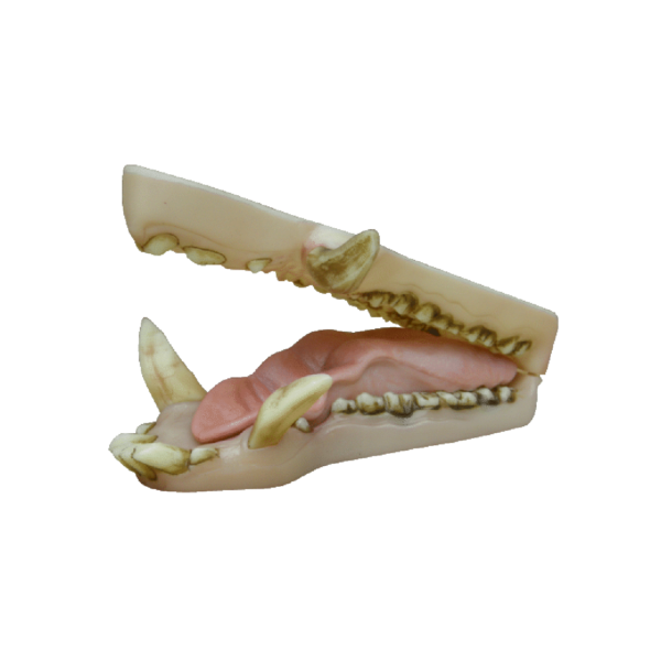 Wild Boar Jawset | Ohio Taxidermy Supply Inc.